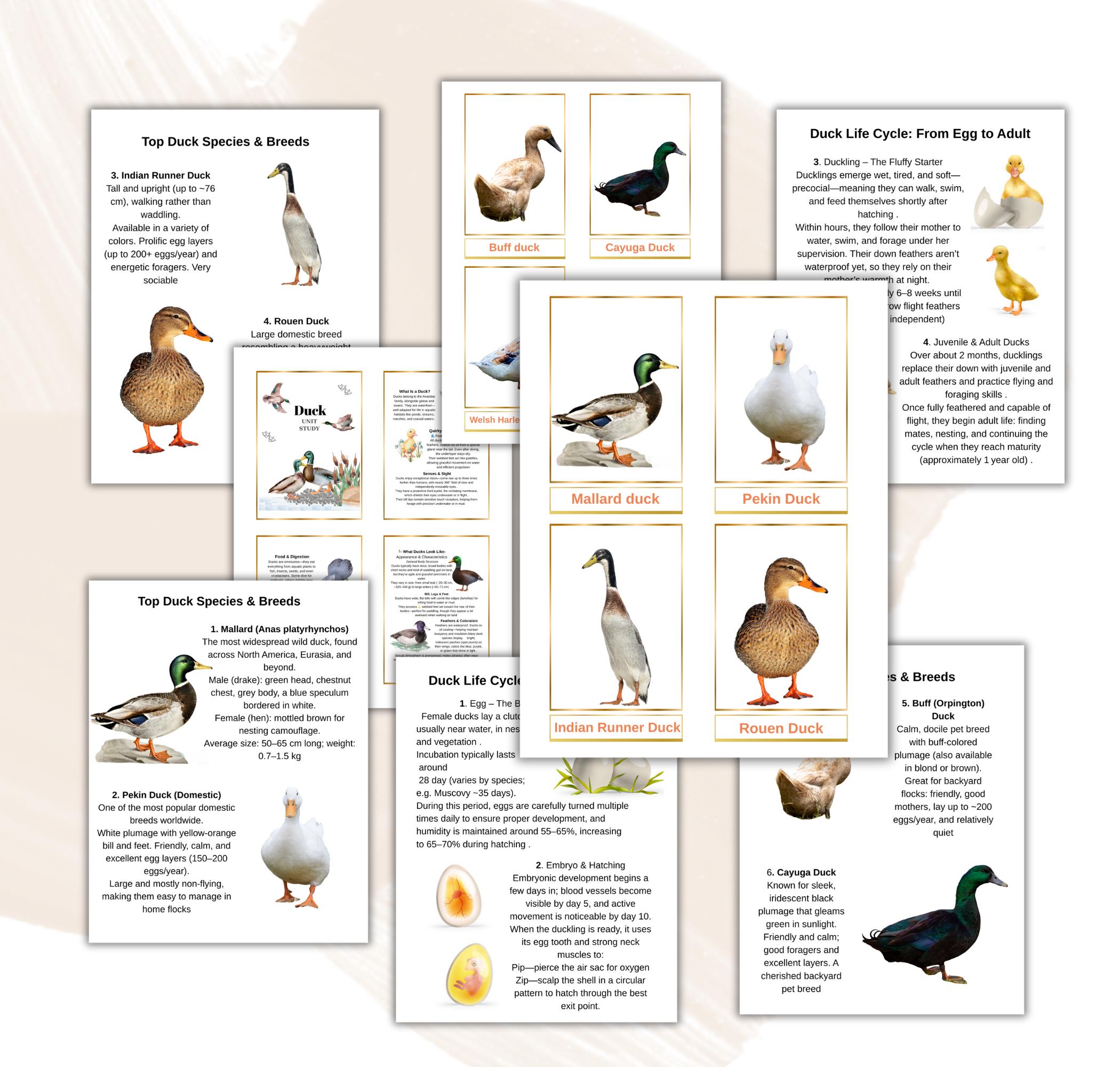 Duck Unit Study: Life Cycle, Anatomy, Homeschool Printable (instant ...