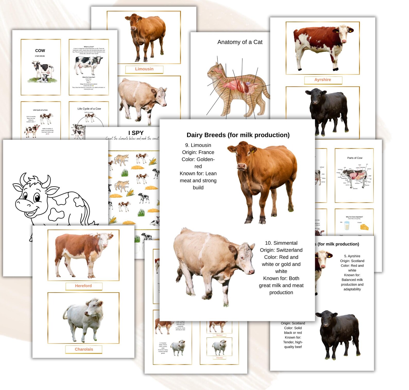 Cows Unit Study: Cattle Life Cycle, Anatomy, Homeschool Printable ...