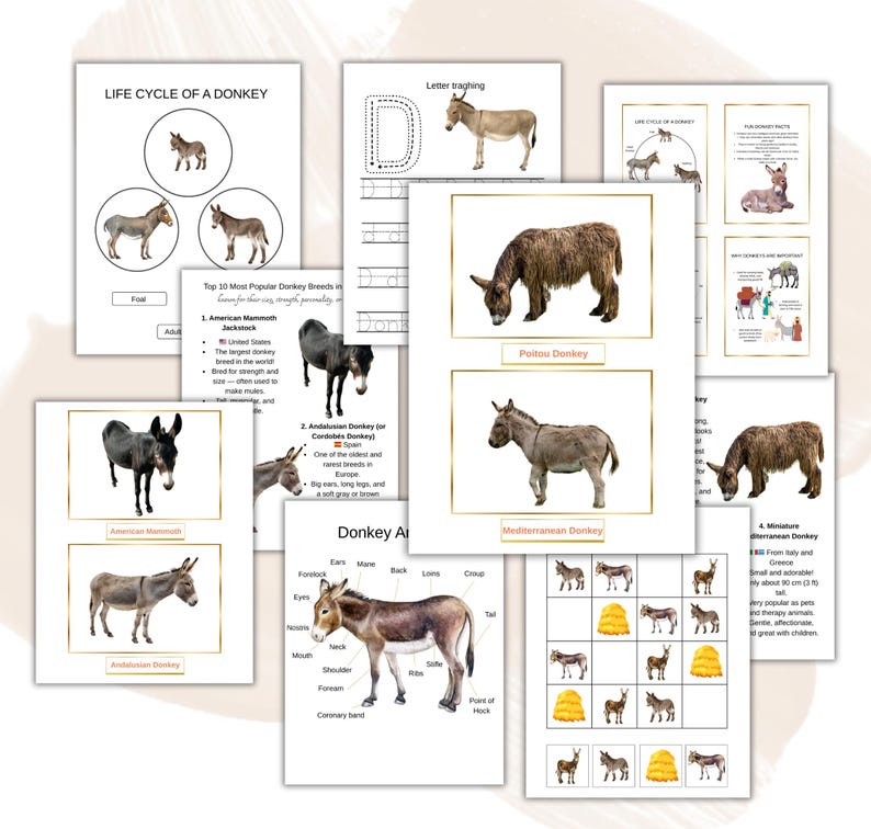 Donkey Unit Study: Anatomy, Life Cycle & Breeds (homeschool Printable ...