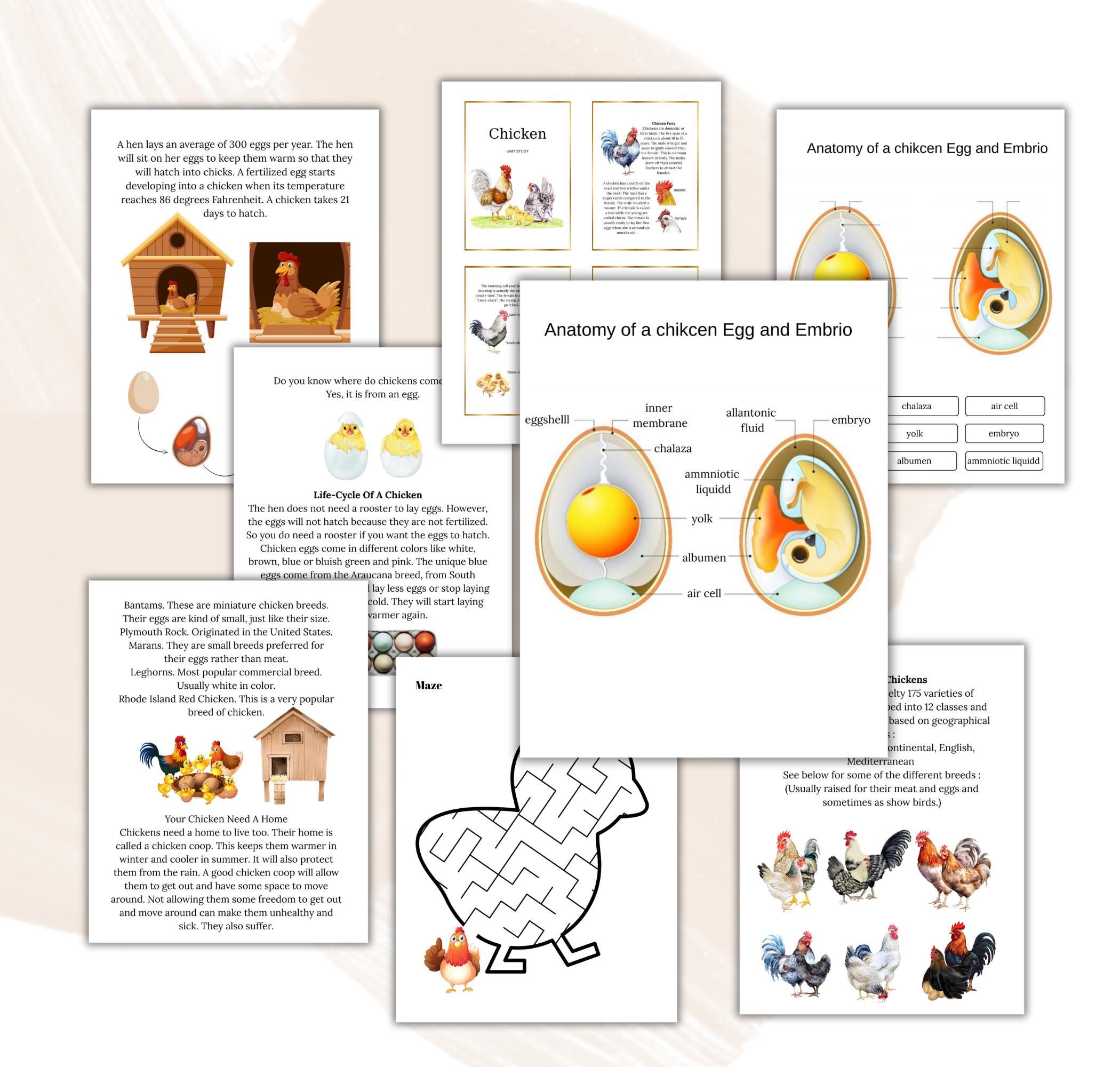Chicken Unit Study , Life Cycle, Anatomy, Science, Homeschool Printable ...