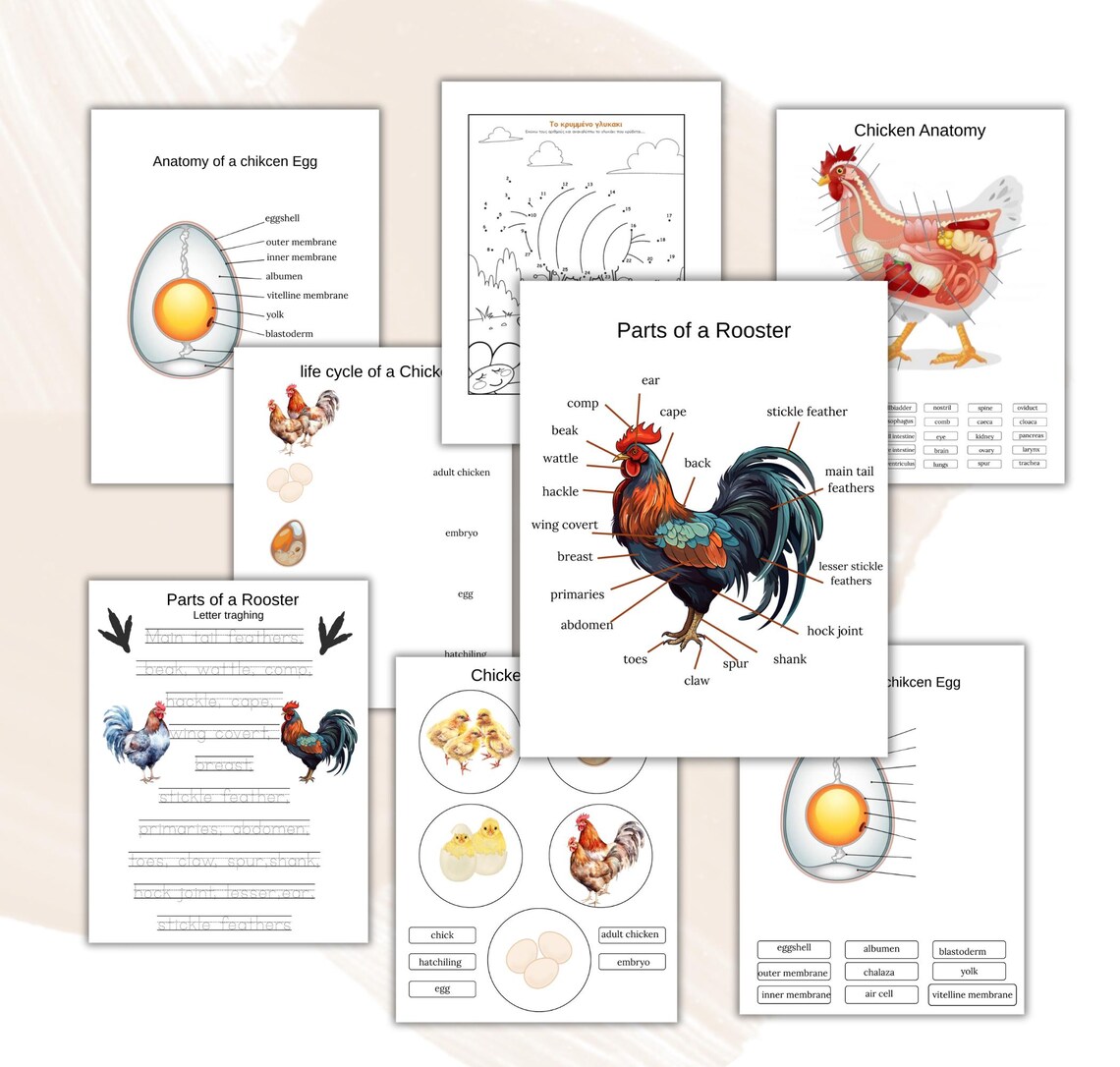 Chicken Unit Study , Life Cycle, Anatomy, Science, Homeschool Printable ...