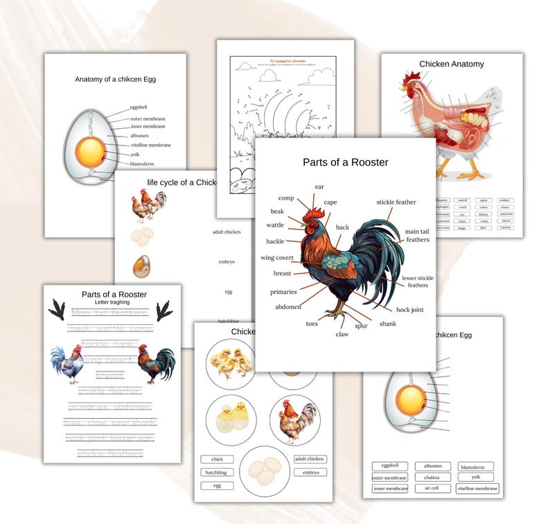 Chicken Unit Study , Life Cycle, Anatomy, Science, Homeschool Printable ...
