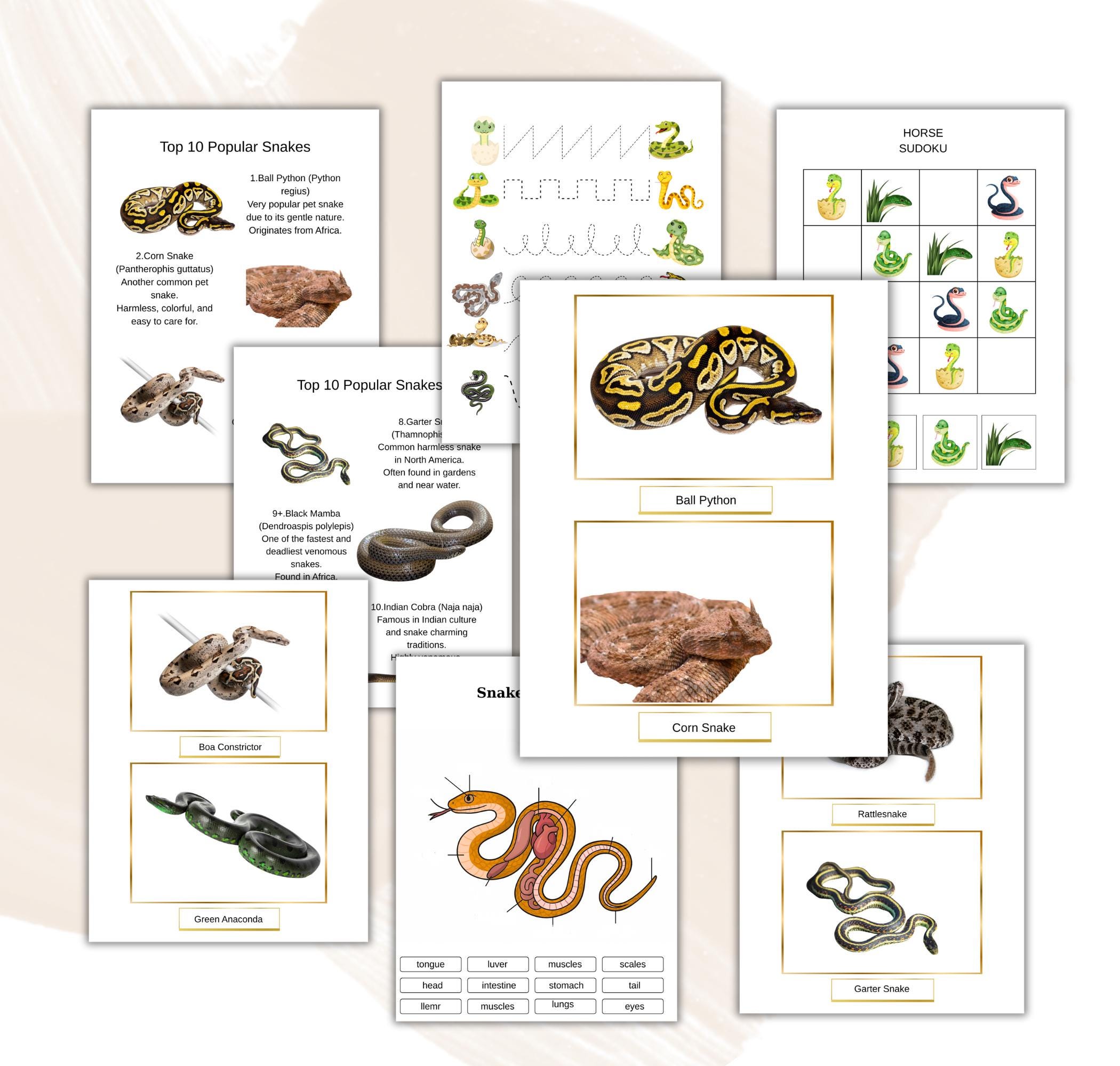 SNAKE Unit Study, Nature Study, Science, Homeschool, Montessori, Life ...
