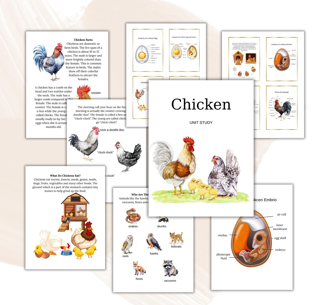 Chicken Unit Study , Life Cycle, Anatomy, Science, Homeschool Printable ...