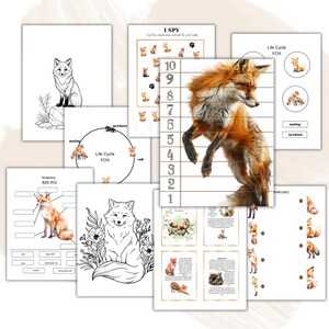 1RED FOX, Unit Study, Life Cycle, Anatomy, Nature Study, Science ...
