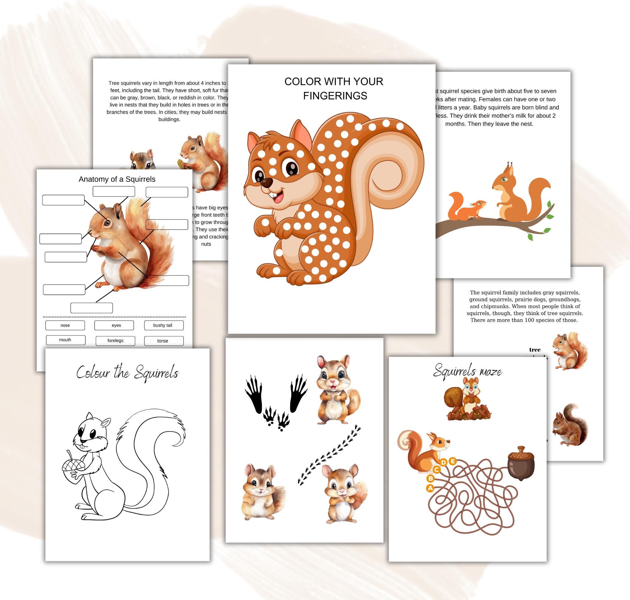 SQUIRREL Unit Study, Life Cycle, Anatomy, Nature Study, Science ...