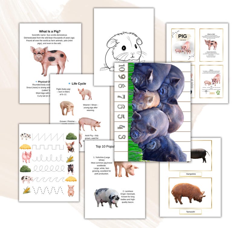 PIG Unit Study , Life Cycle, Anatomy, Science, Homeschool Printable ...