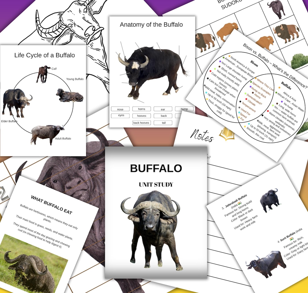 Buffalo, Anatomy , Homeschool Unit Study - Printable K-2 (digital ...