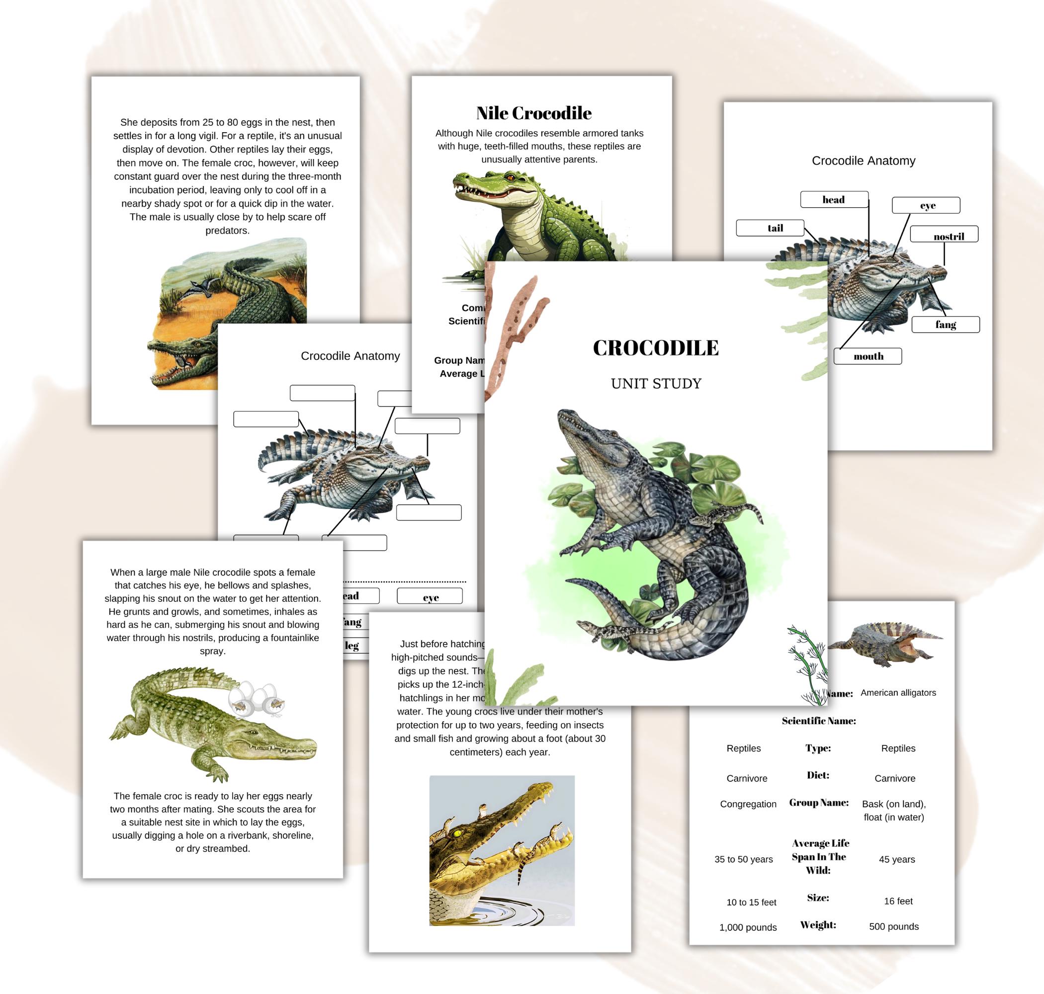 CROCODILE Unit Study, Life Cycle, Anatomy, Nature Study, Science ...