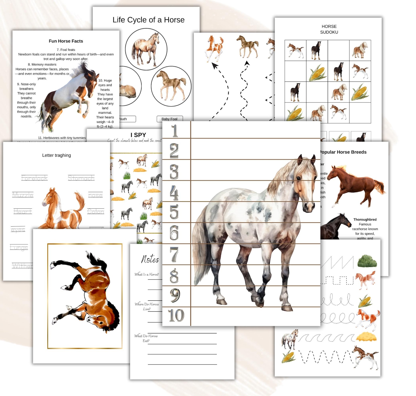 Horses Unit Study: Anatomy, Life Cycle & Breeds (homeschool Printable ...