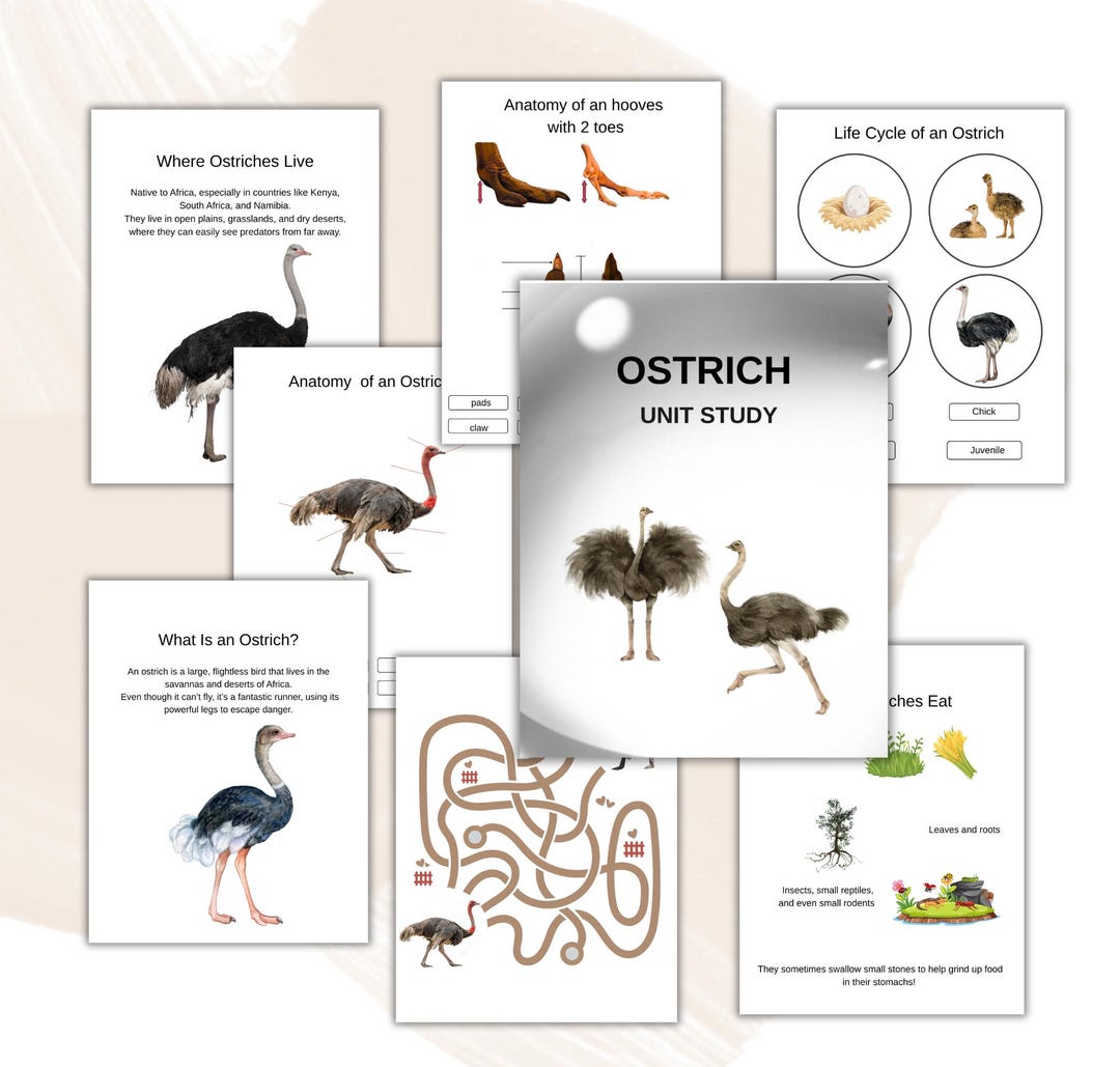 OSTRICH, Life Cycle, Nature Study ,science, Homeschool Printable ...