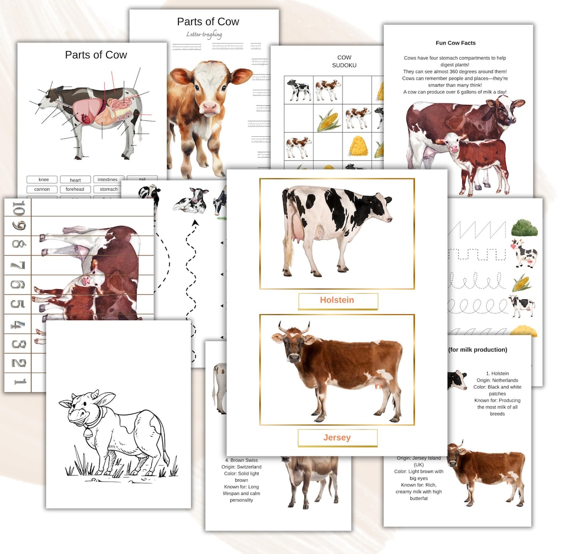 Cows Unit Study: Cattle Life Cycle, Anatomy, Homeschool Printable ...