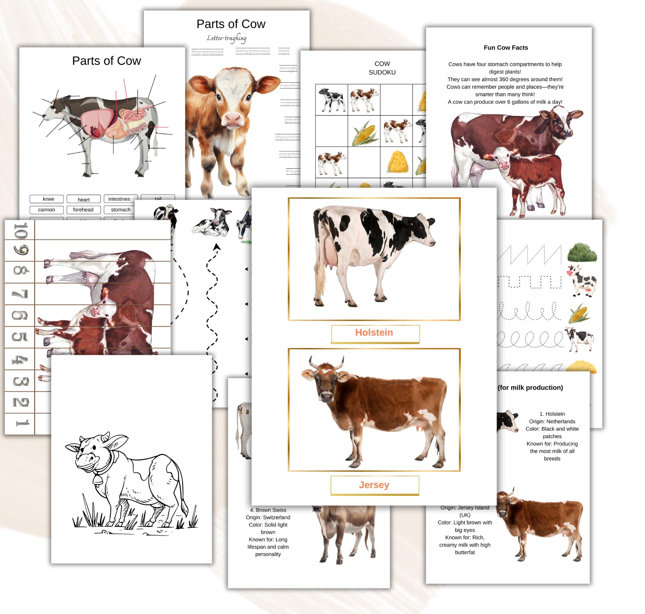 Cows Unit Study: Cattle Life Cycle, Anatomy, Homeschool Printable ...