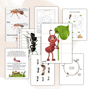 ANT, Unit Study, Life Cycle, Anatomy, Nature Study, Science, Homeschool ...