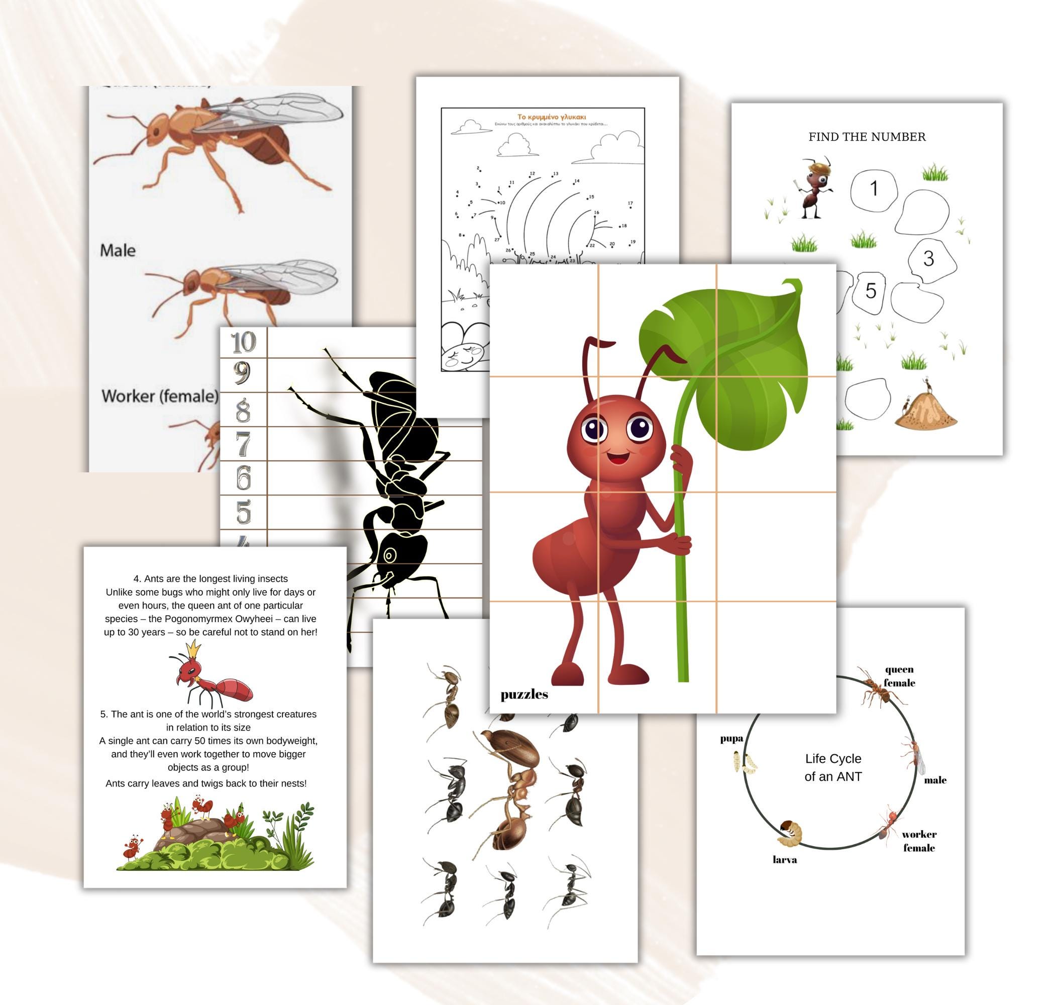 ANT, Unit Study, Life Cycle, Anatomy, Nature Study, Science, Homeschool ...