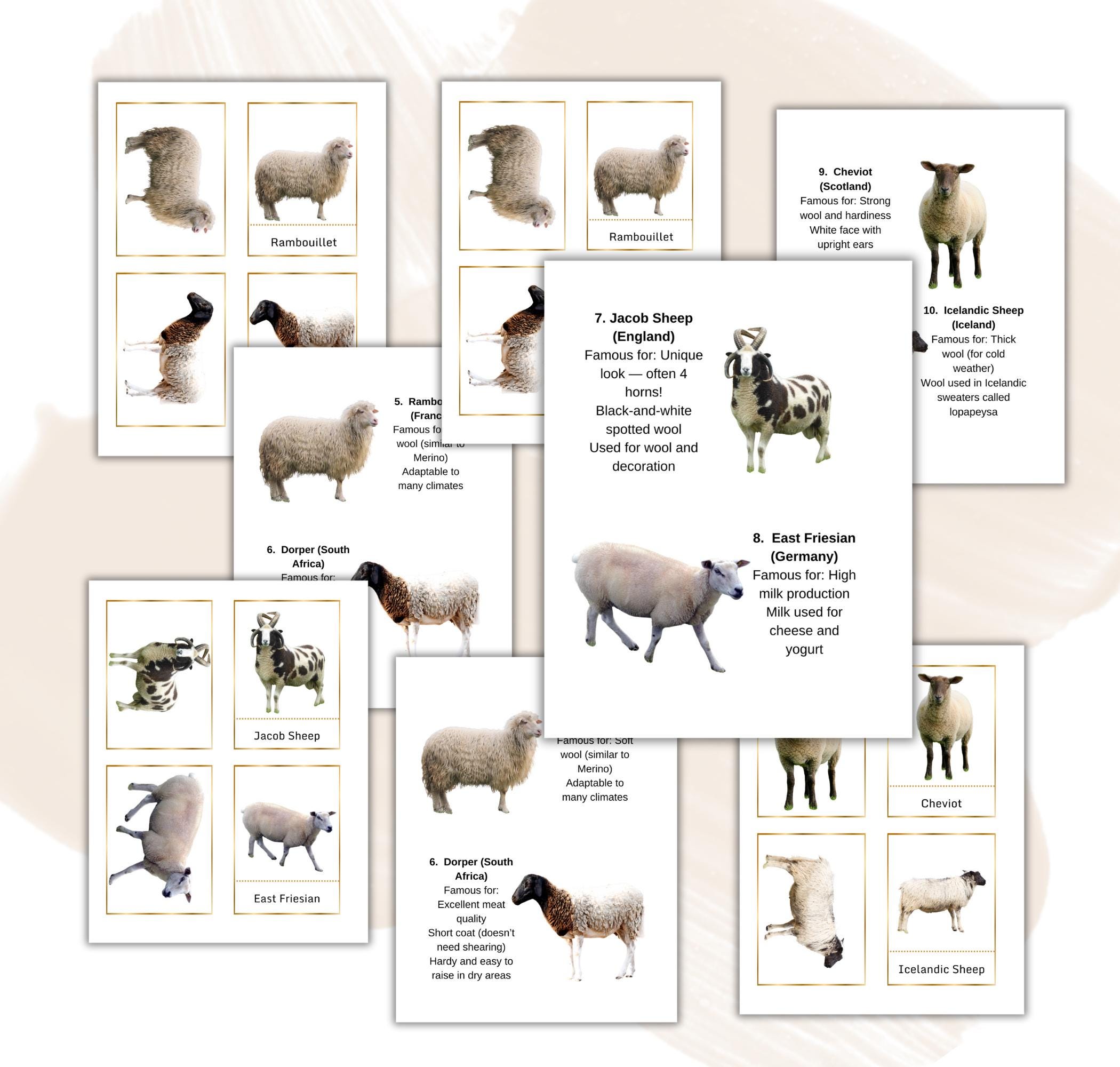 Sheep Unit Study, Life Cycle, Anatomy, Nature Study, Science ...