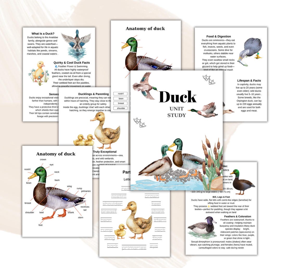 Duck Unit Study: Life Cycle, Anatomy, Homeschool Printable (instant ...