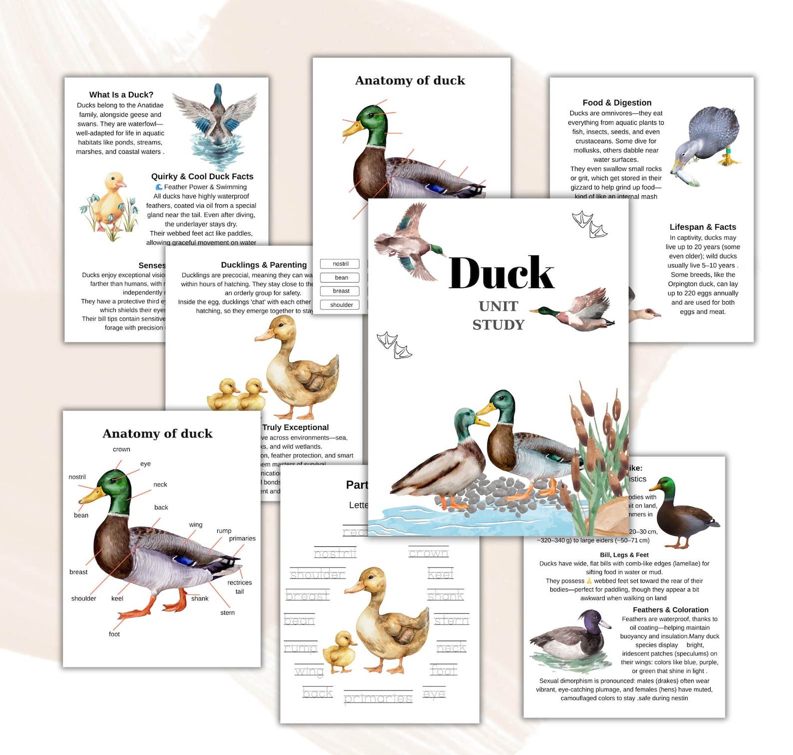 Duck Unit Study: Life Cycle, Anatomy, Homeschool Printable (instant ...