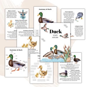 Duck Unit Study: Life Cycle, Anatomy, Homeschool Printable (instant ...