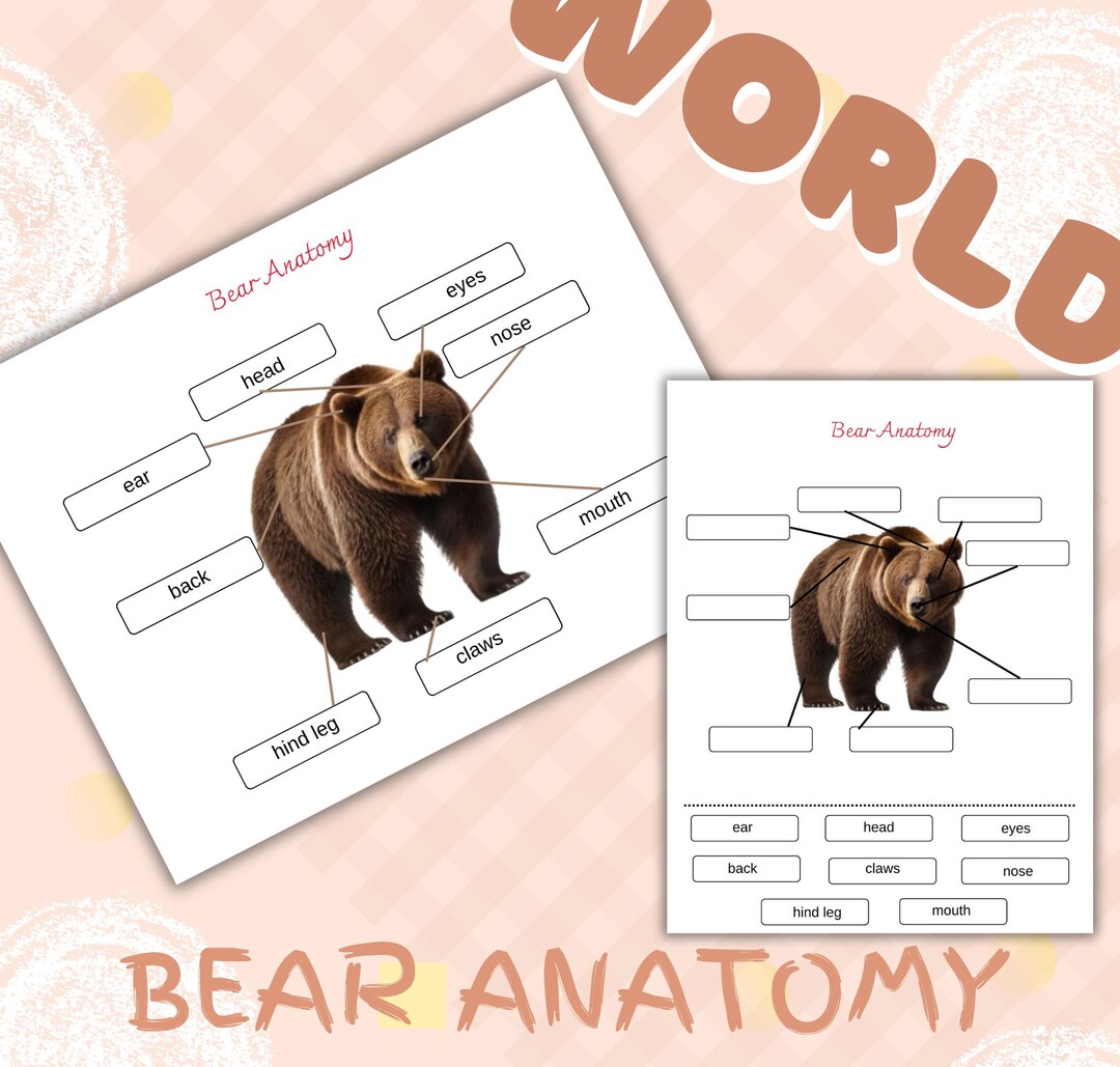 BEAR Anatomy, Life Cycle , Printable, Homeschool Unit - Etsy