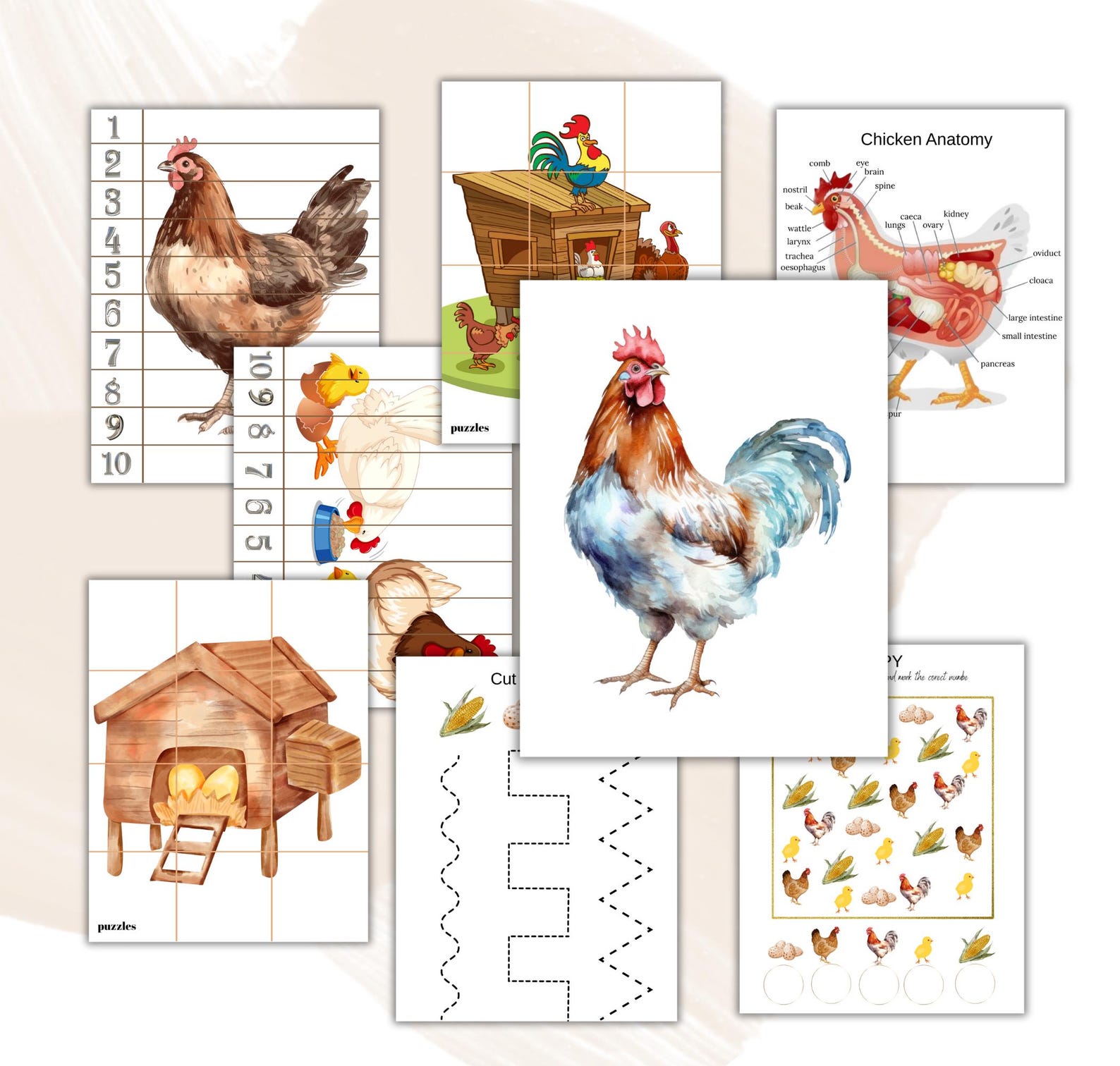 Chicken Unit Study , Life Cycle, Anatomy, Science, Homeschool Printable ...