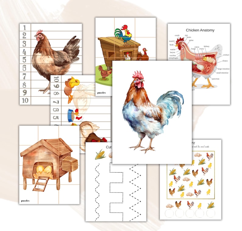 Chicken Unit Study , Life Cycle, Anatomy, Science, Homeschool Printable ...