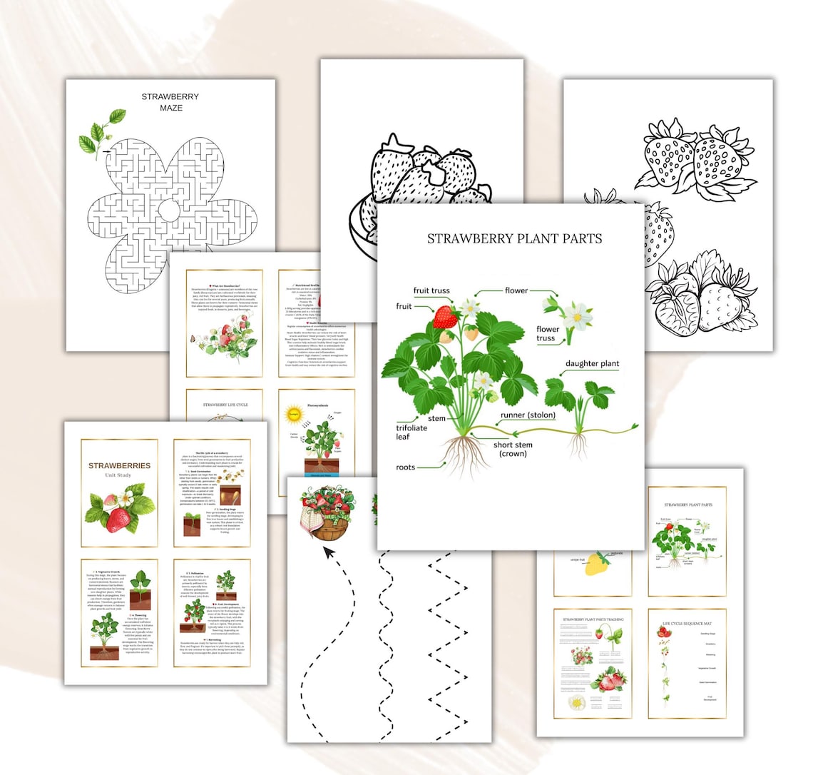 STRAWBERRIES Unit Study, Life Cycle, Science, Handwriting, Homeschool ...