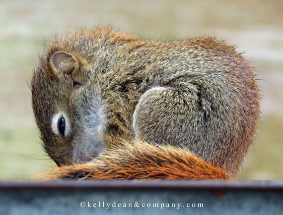 Baby Red Fox Squirrel