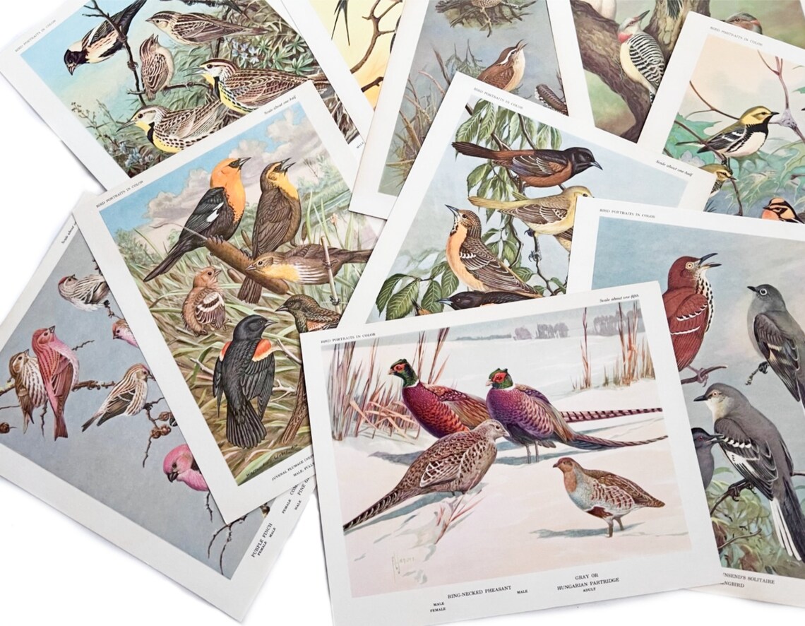 21 Vintage Bird Portraits in Color Allan Brooks Bird Art - Etsy
