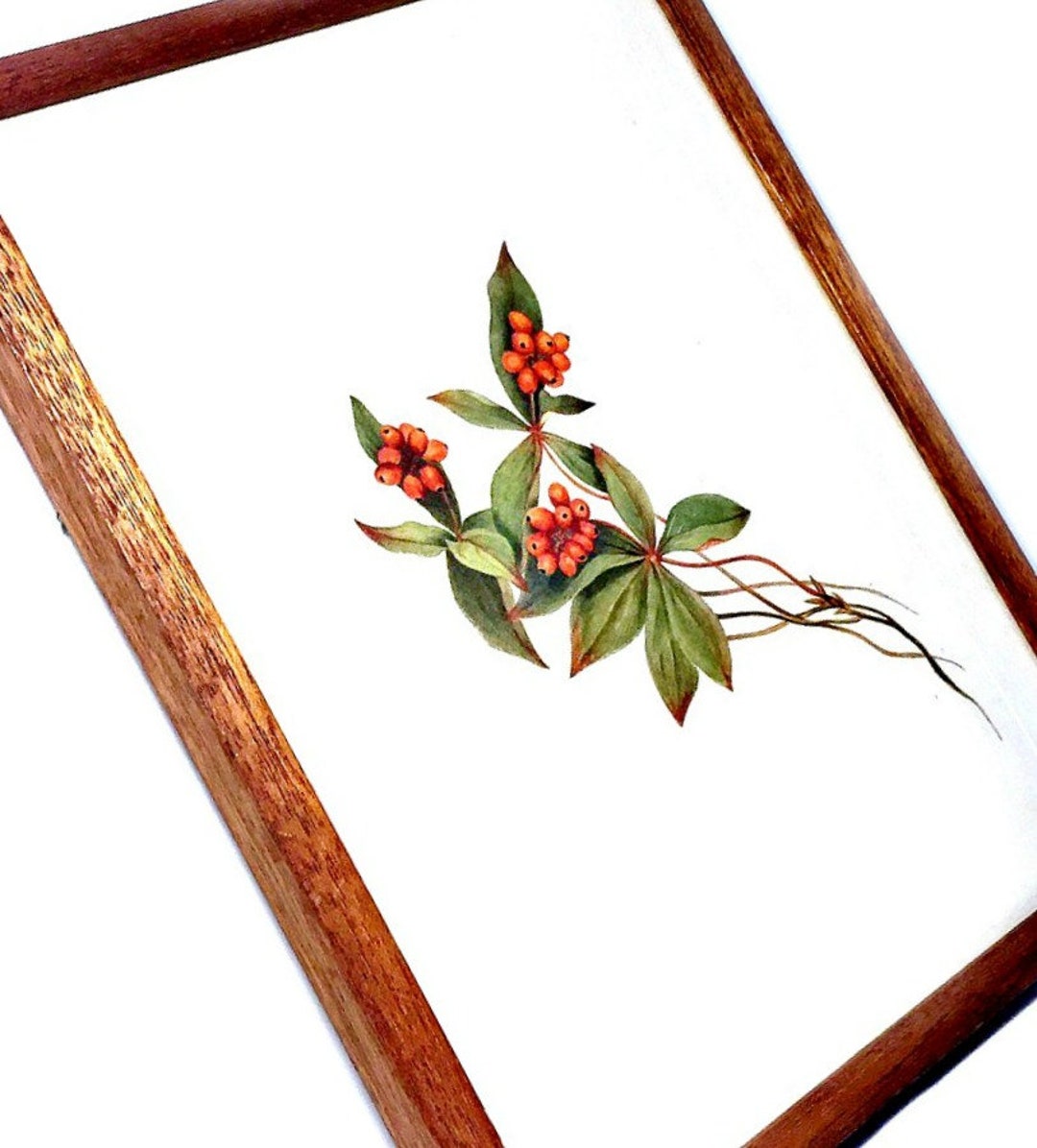 Framed Bunchberry Art Print, Wood Framed Bunchberry Print, Cornus ...