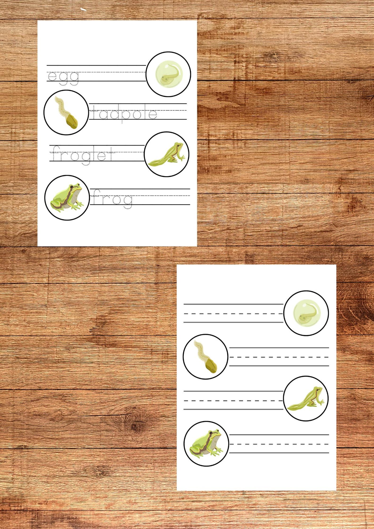 Pond Life Unit Study | Preschool Kindergarten Spring Summer Homeschool ...