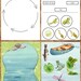 Pond Life Unit Study | Preschool Kindergarten Spring Summer Homeschool ...