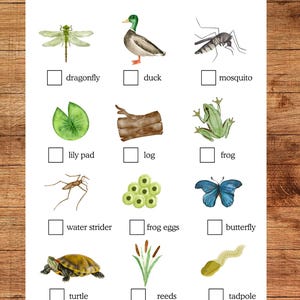 Pond Life Unit Study | Preschool Kindergarten Spring Summer Homeschool ...