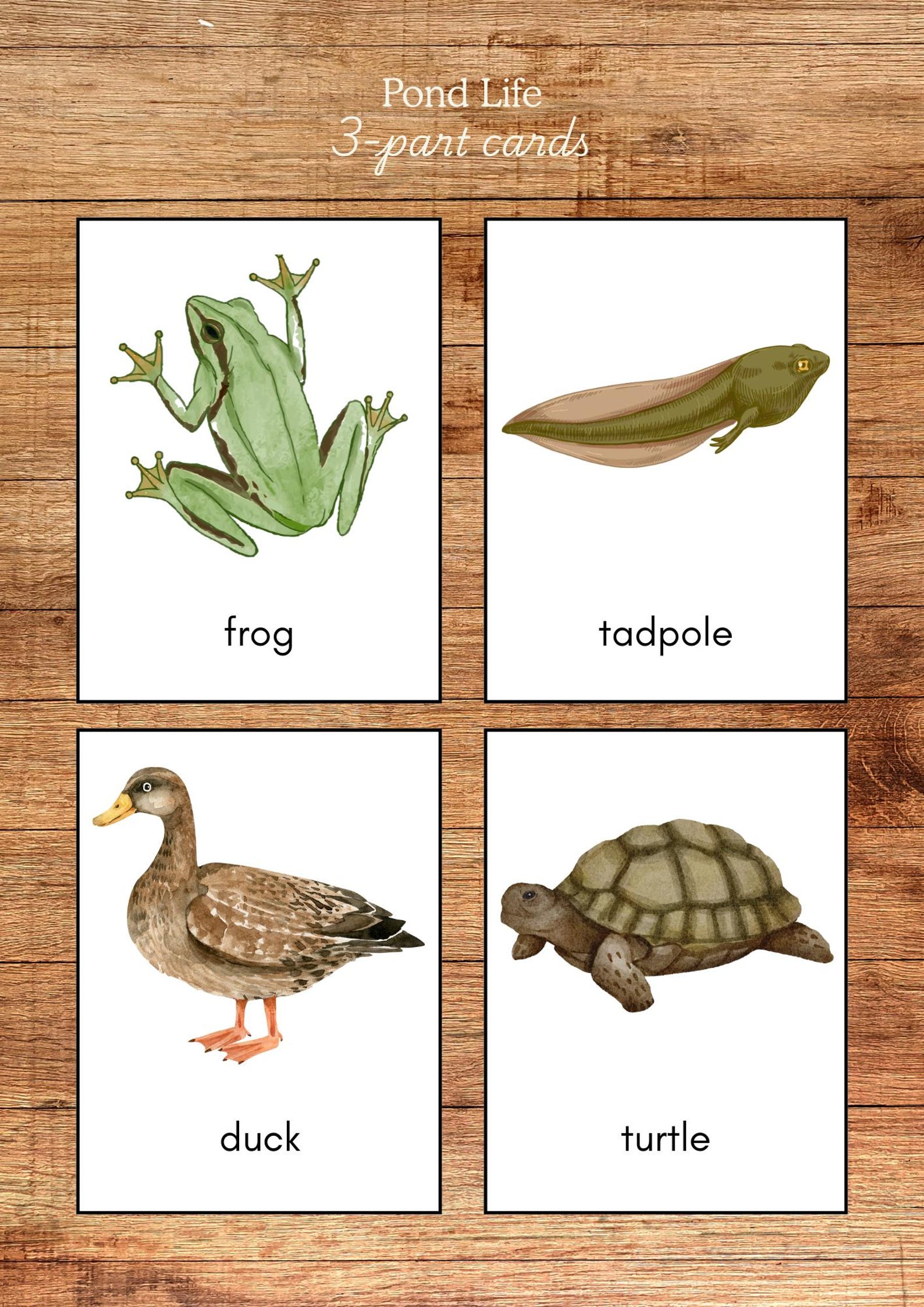 Pond Life Unit Study | Preschool Kindergarten Spring Summer Homeschool ...