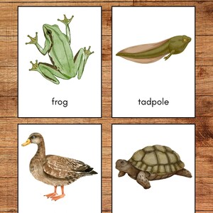 Pond Life Unit Study | Preschool Kindergarten Spring Summer Homeschool ...