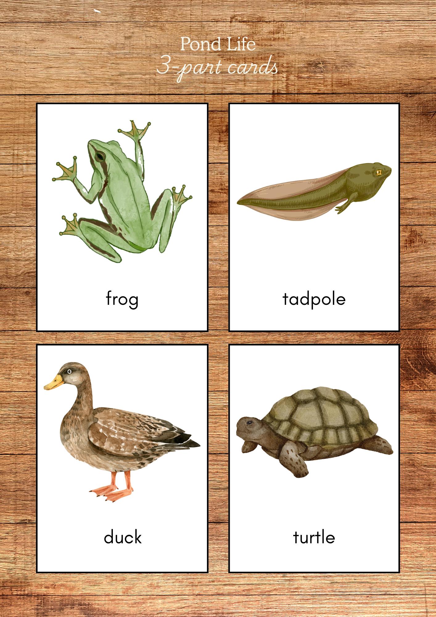 Pond Life Unit Study | Preschool Kindergarten Spring Summer Homeschool ...