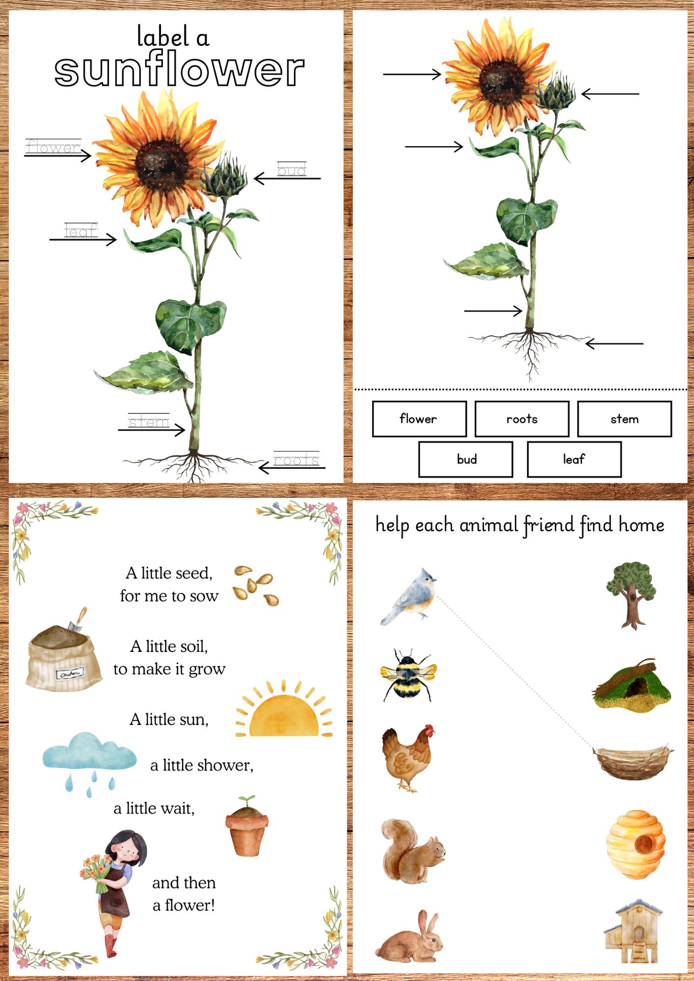 Garden Unit Study | Preschool Spring Homeschool Lesson Plan Curriculum ...