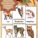 Into the Woods: Woodland Animal Montessori 3-part Matching Flashcards ...