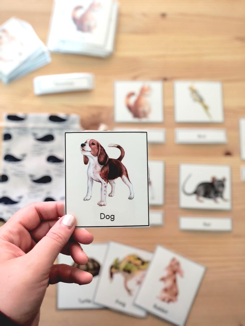Montessori Pets 3-part Cards: Watercolor Animal Flashcards - Etsy