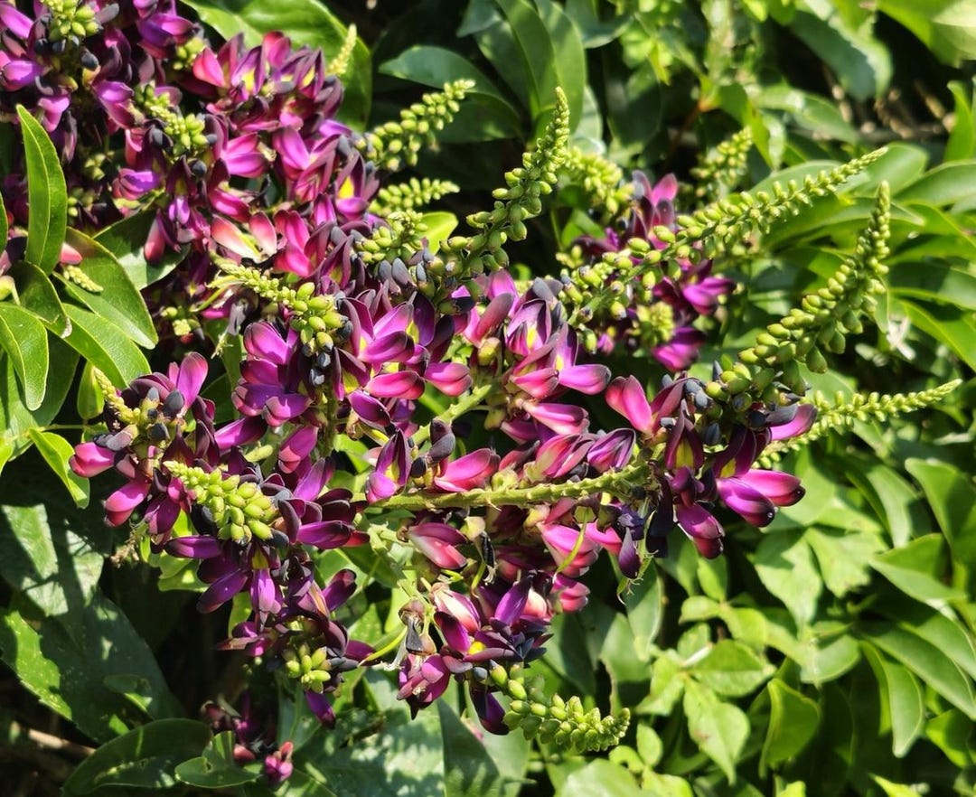 Milettia Reticulata Evergreen Wisteria Seed (5 Seeds/pack) Also Know as ...