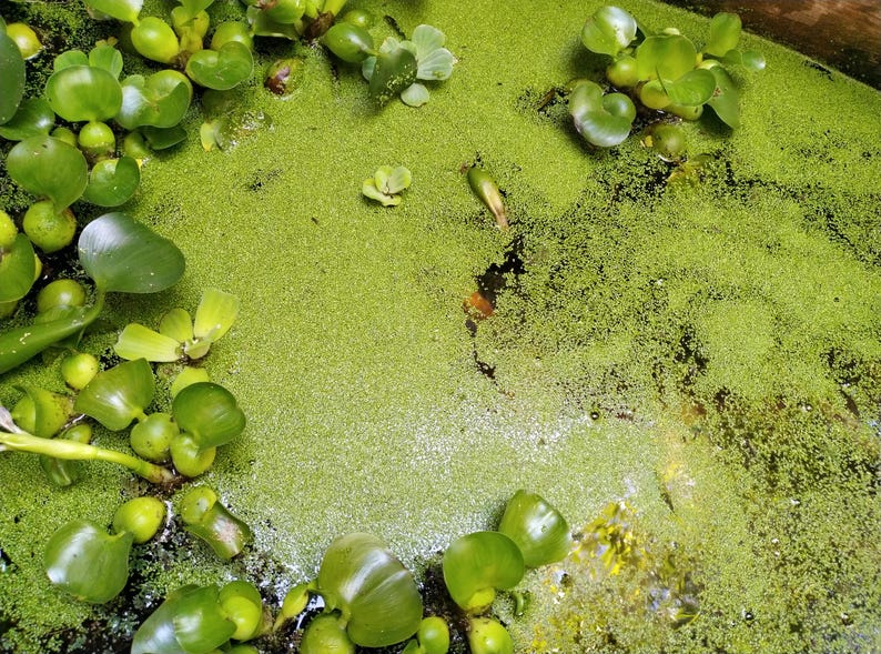 8 Oz of Live Duckweed Plants, Floating Aquatic Plants for Ponds ...