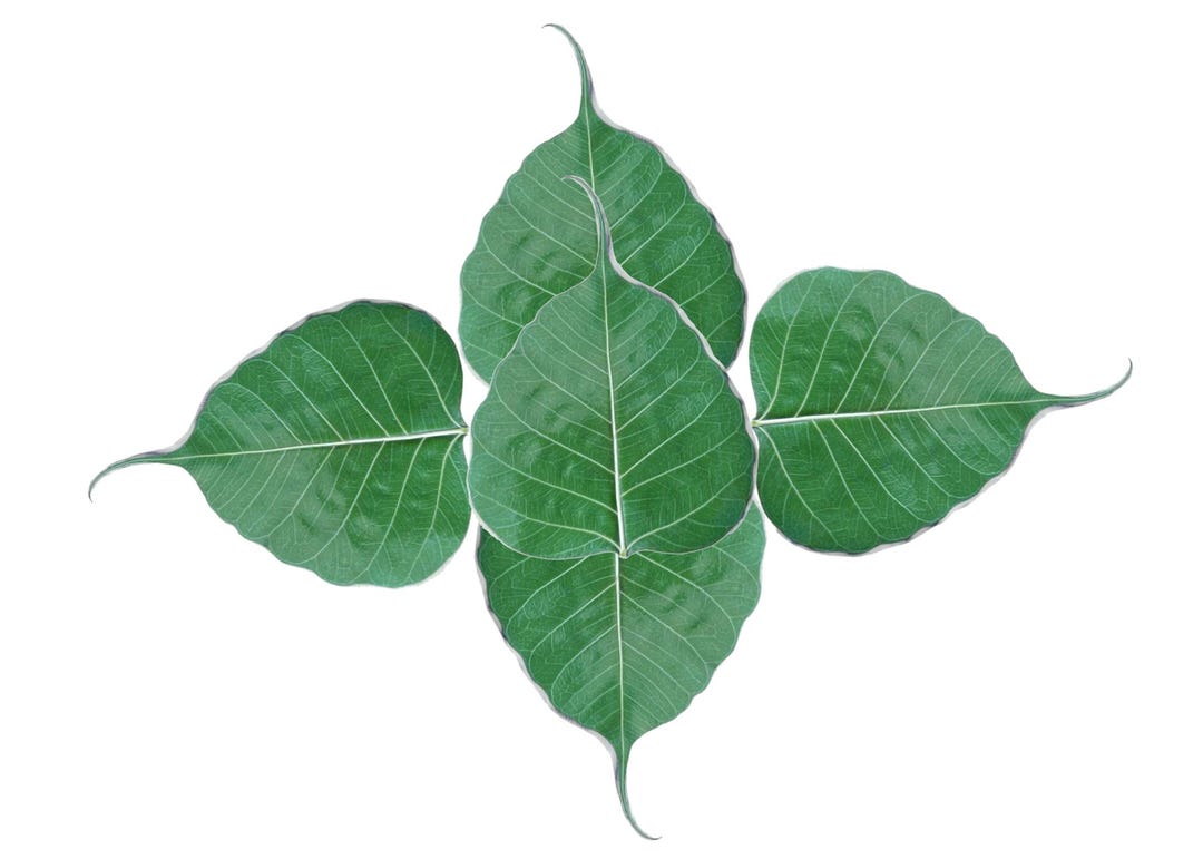 5 Natural Bodhi Green Leaves, Originated From the Sacred Bodhi Tree ...