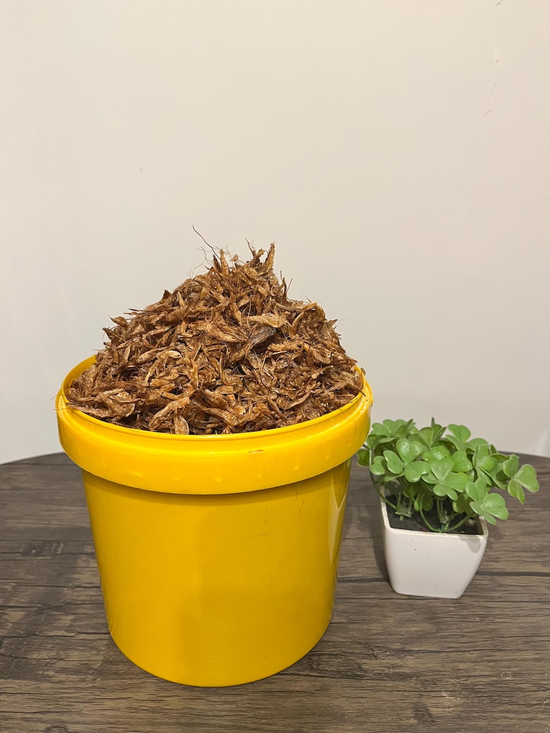 Fresh Nigerian Oron Crayfish 550g Ungrounded - Etsy