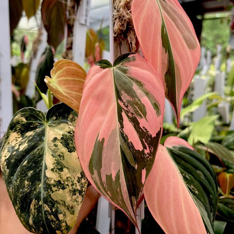 Hear Me Roar Vote - Etsy Canada