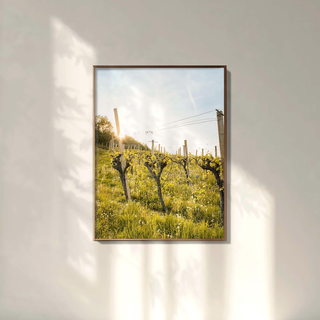 Vineyard Rows Wall Art, Golden Countryside Photography Print, Rustic ...