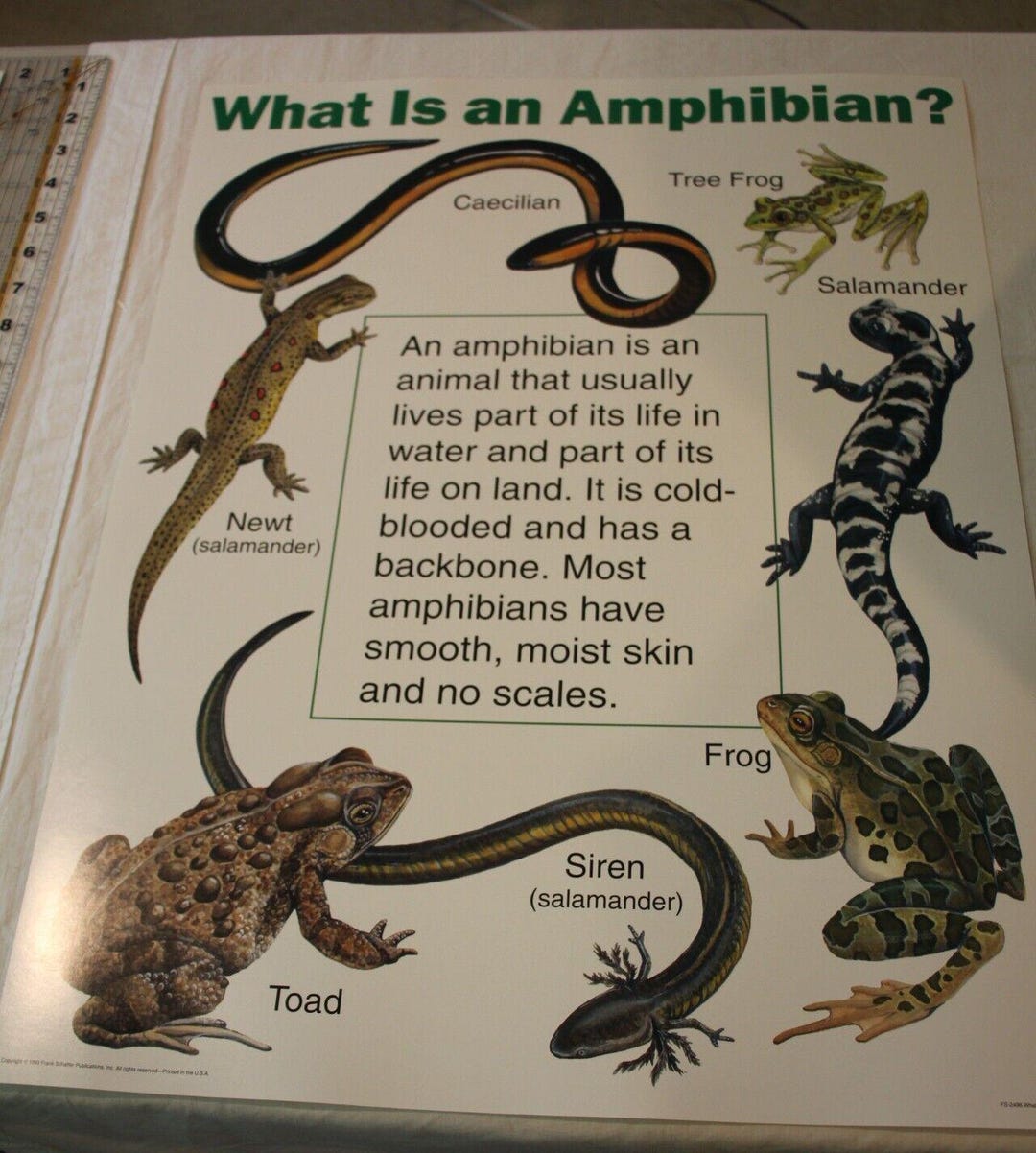 What is an Amphibian 22 X 16 Poster Vintage FRANK SCHAFFER 1993 Newt ...