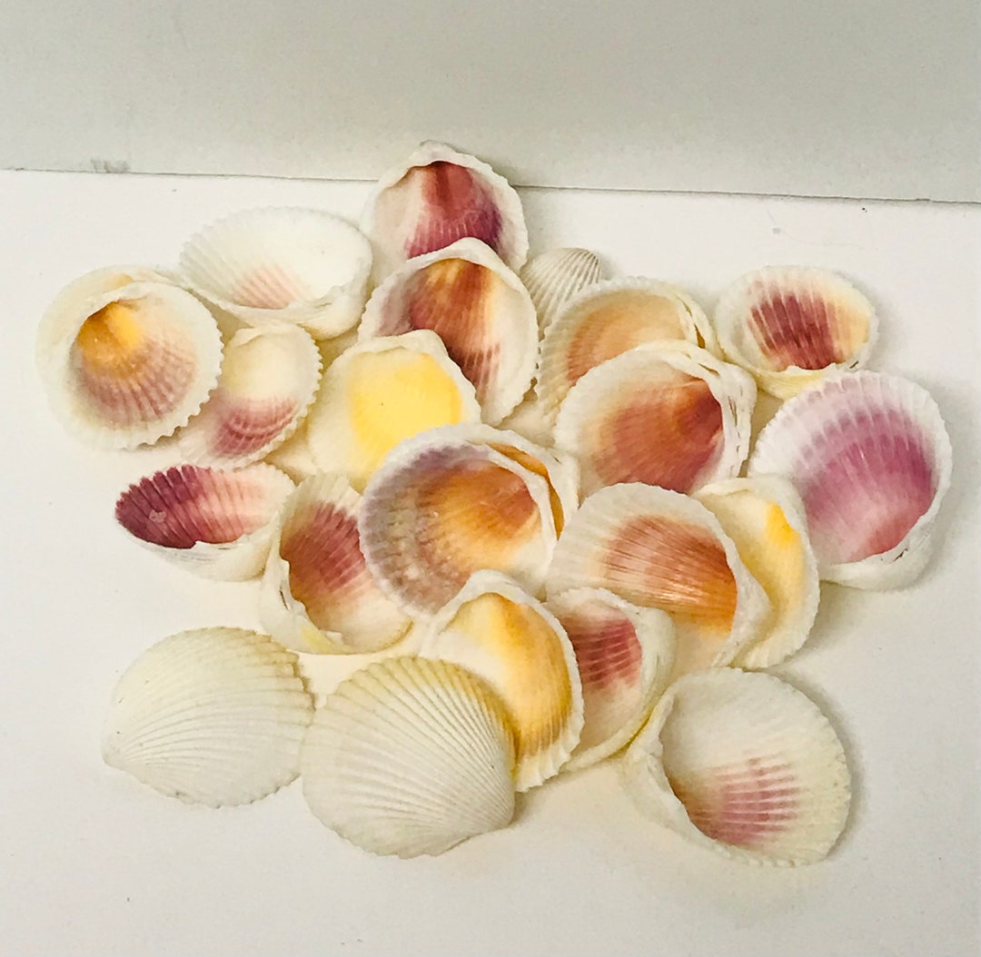 Rose Cockle Shells, Crafts, Wedding Decor - Etsy
