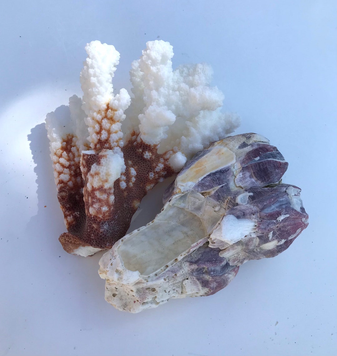 Brownstem Coral and Purple Barnacle Each - Etsy UK