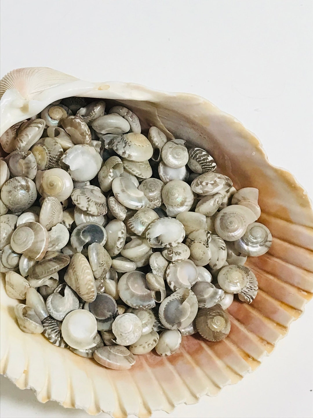 Umbonium Shells, 8 0z Bag - Etsy