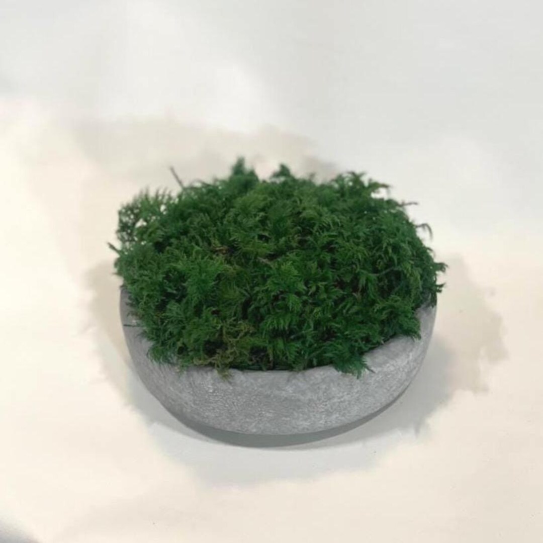 Preserved Moss Arrangement: Eco-friendly Home Decor - Etsy